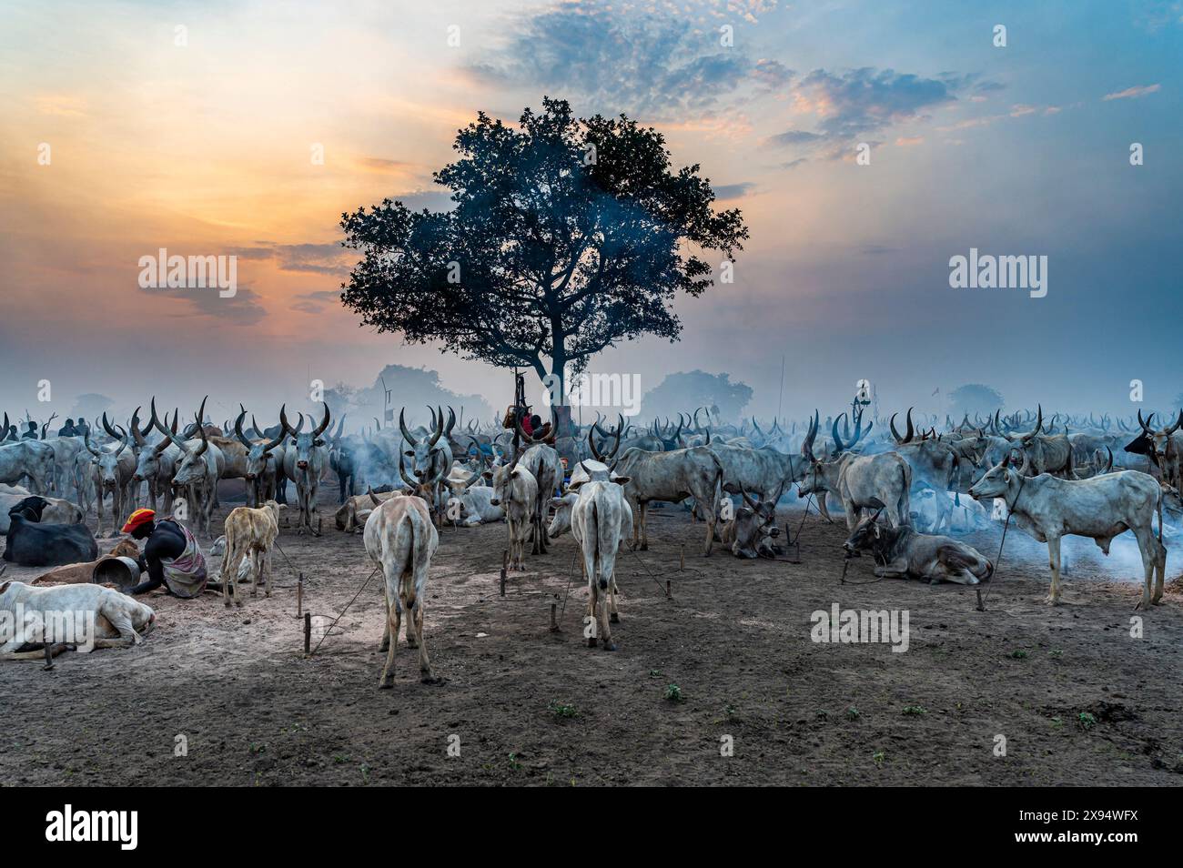 Cattle camp at sunset, Mundari tribe, South Sudan, Africa Stock Photo ...