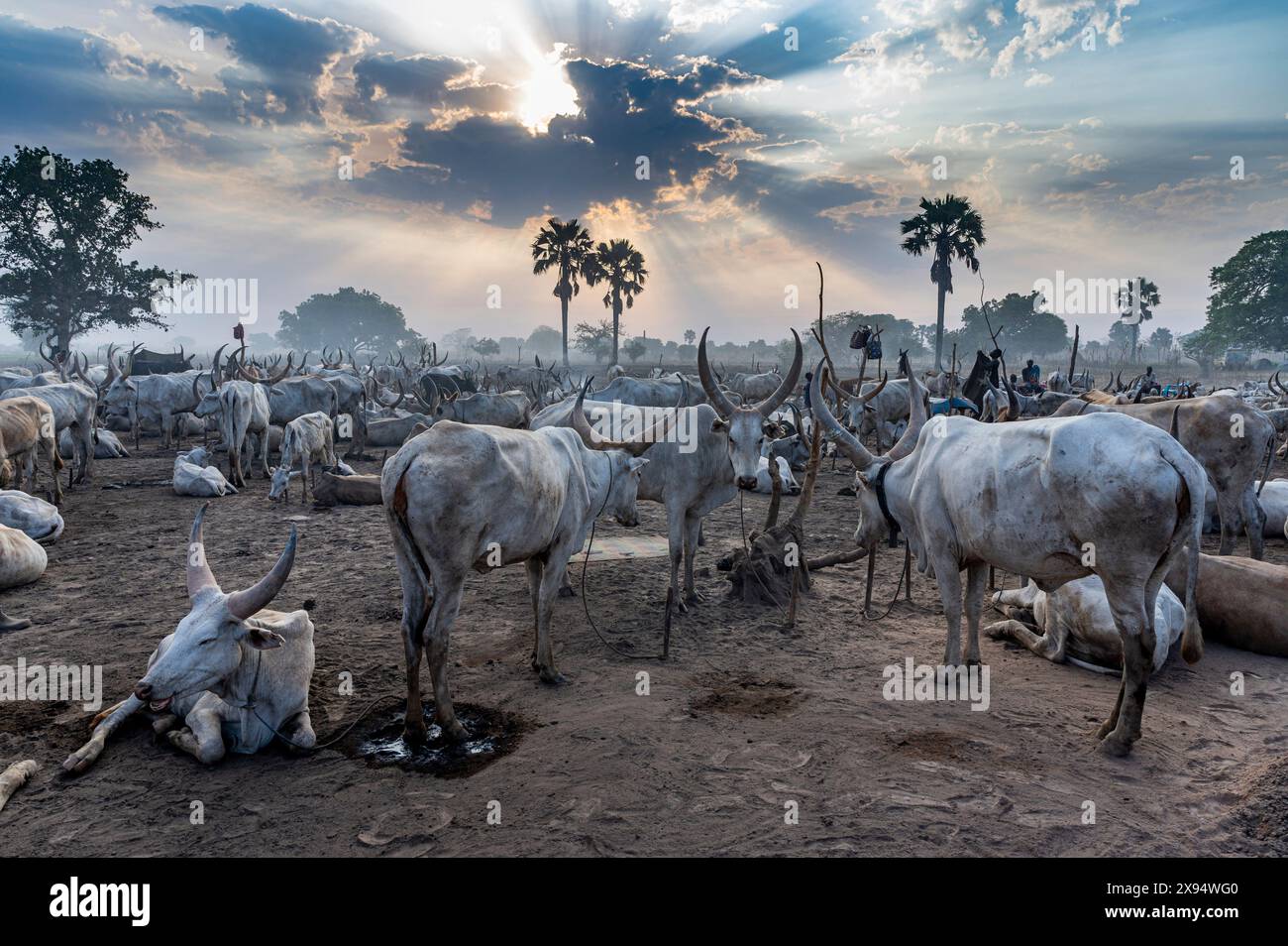Cattle camp at sunset, Mundari tribe, South Sudan, Africa Stock Photo ...