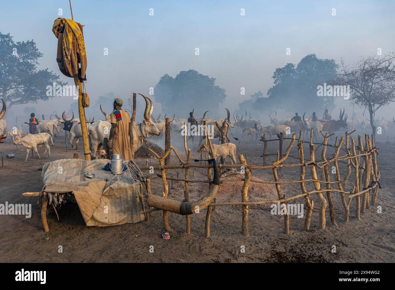 Mundari tribe with their cattle and fencing, South Sudan, Africa Stock ...