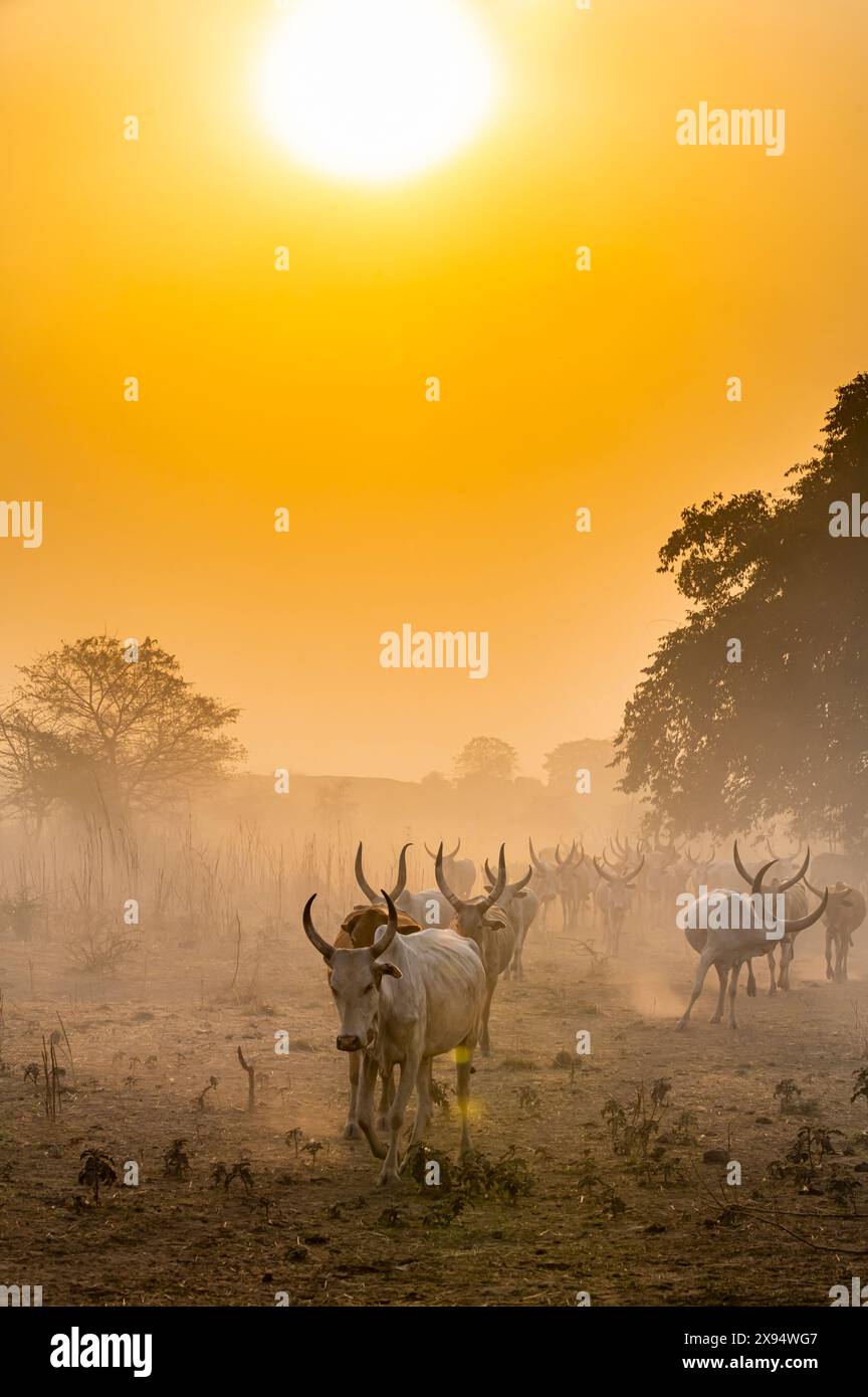 Cows from the Mundari tribe coming back to their camp at sunset, South ...