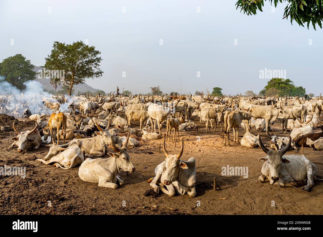 Cattle camp, Mundari tribe, South Sudan, Africa Stock Photo - Alamy