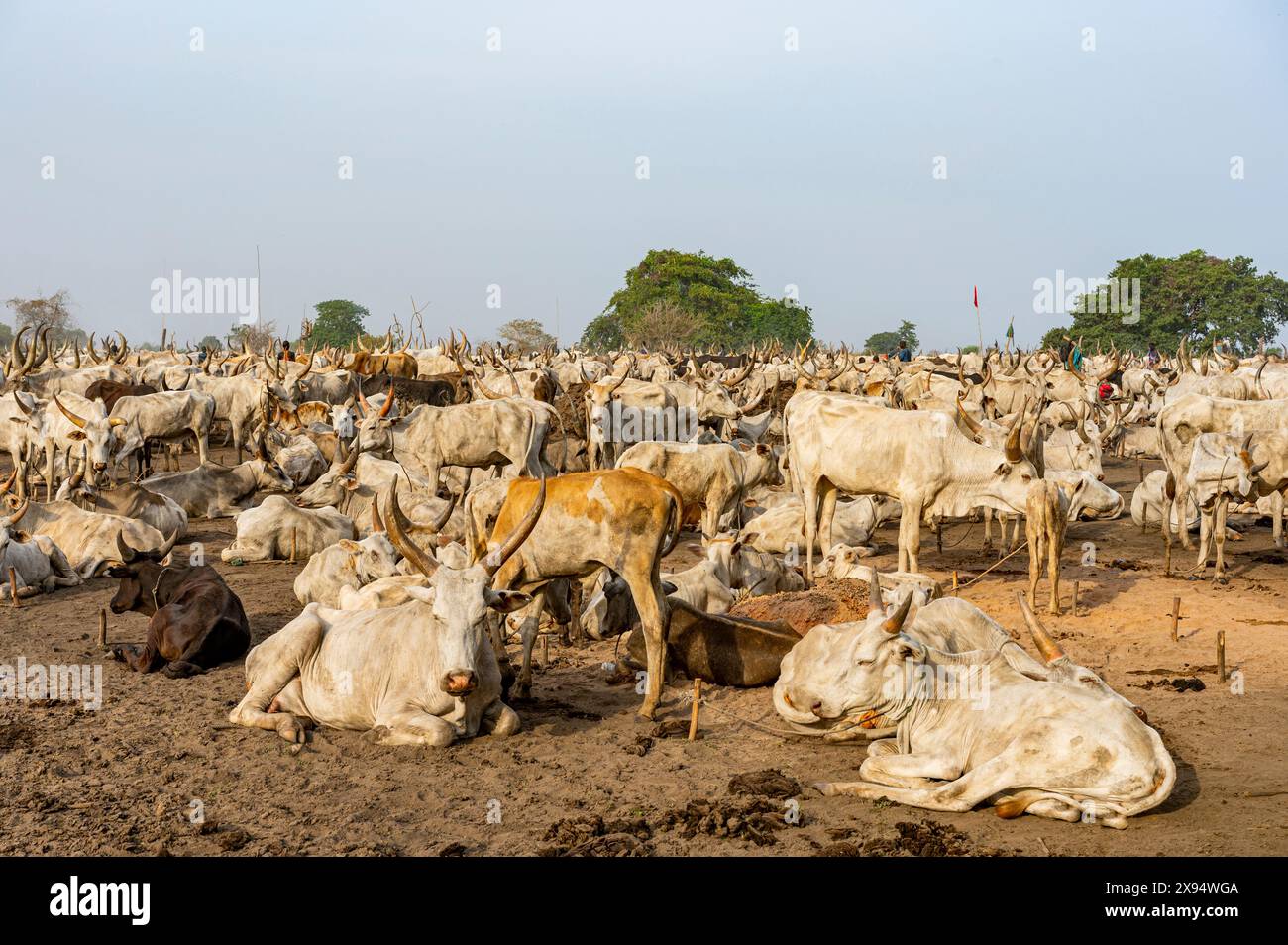 Cattle camp, Mundari tribe, South Sudan, Africa Stock Photo - Alamy