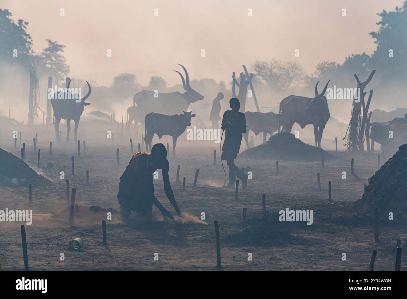 Backlit photo of a Mundari cattle camp, Mundari tribe, South Sudan ...