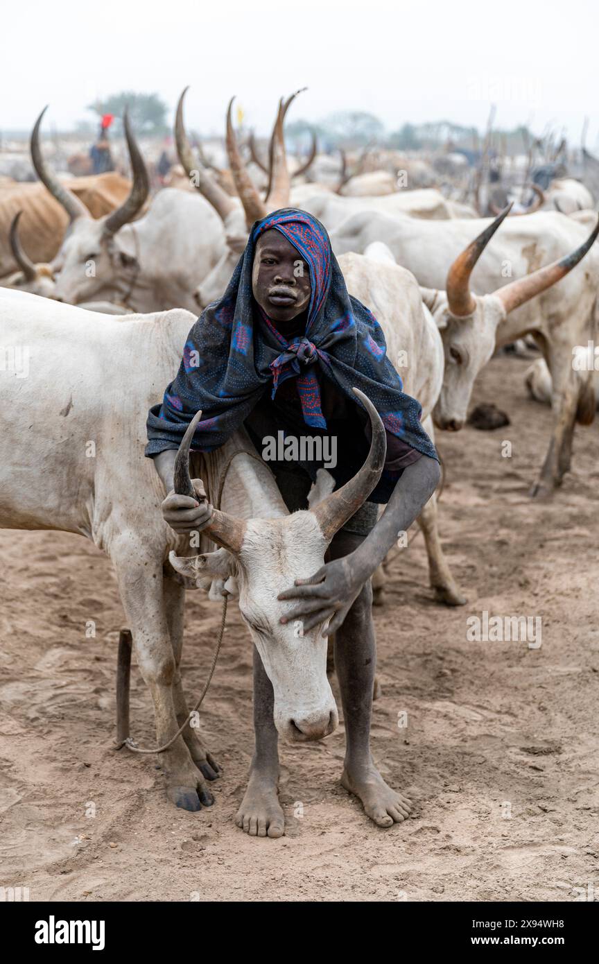 Man of the Mundari tribe cleaning a cow, South Sudan, Africa Stock ...