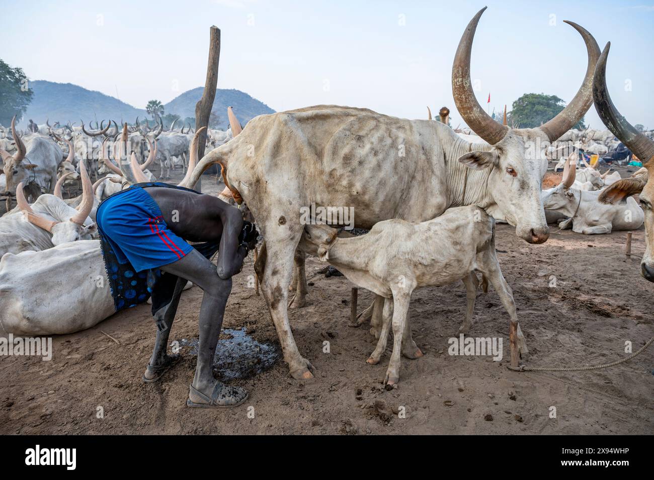 Man washing himself in cow pee, Mundari tribe, South Sudan, Africa ...