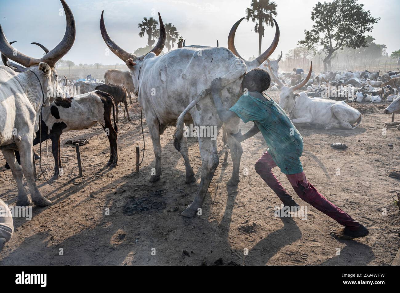 Young boy blowing up the bottom of a cow to increase the milk ...