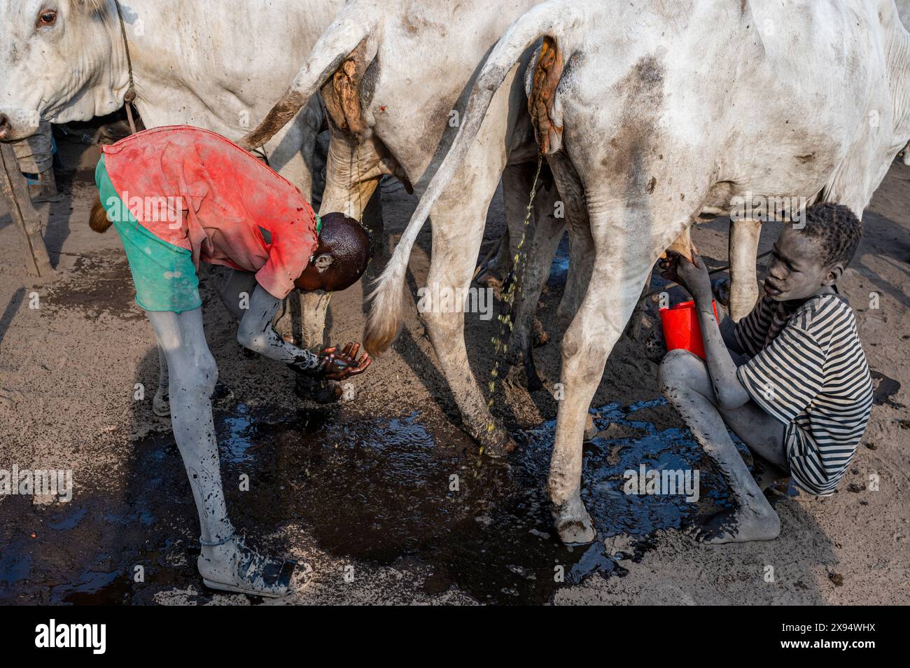 Man washing himself in cow pee, Mundari tribe, South Sudan, Africa Stock Photo - Alamy