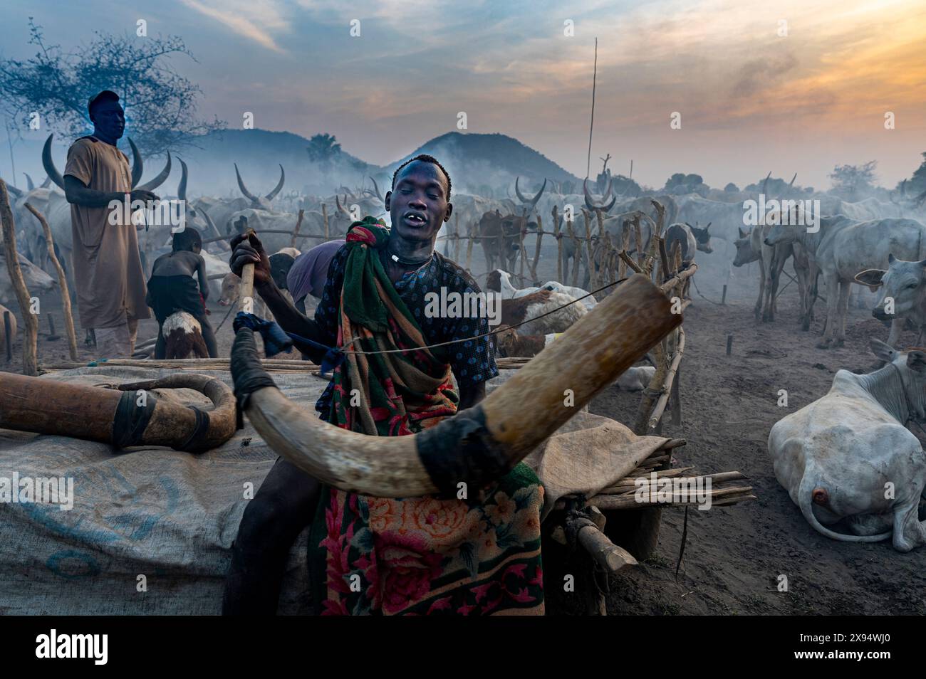 Man blowing a massive cow horn to signal the cows to come back, Mundari ...