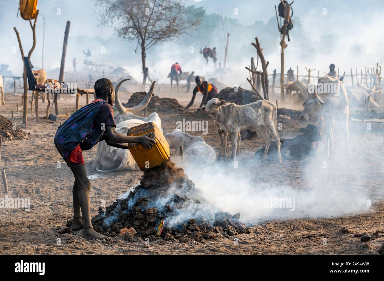 Young boy collecting cow dung, Mundari tribe, South Sudan, Africa Stock ...