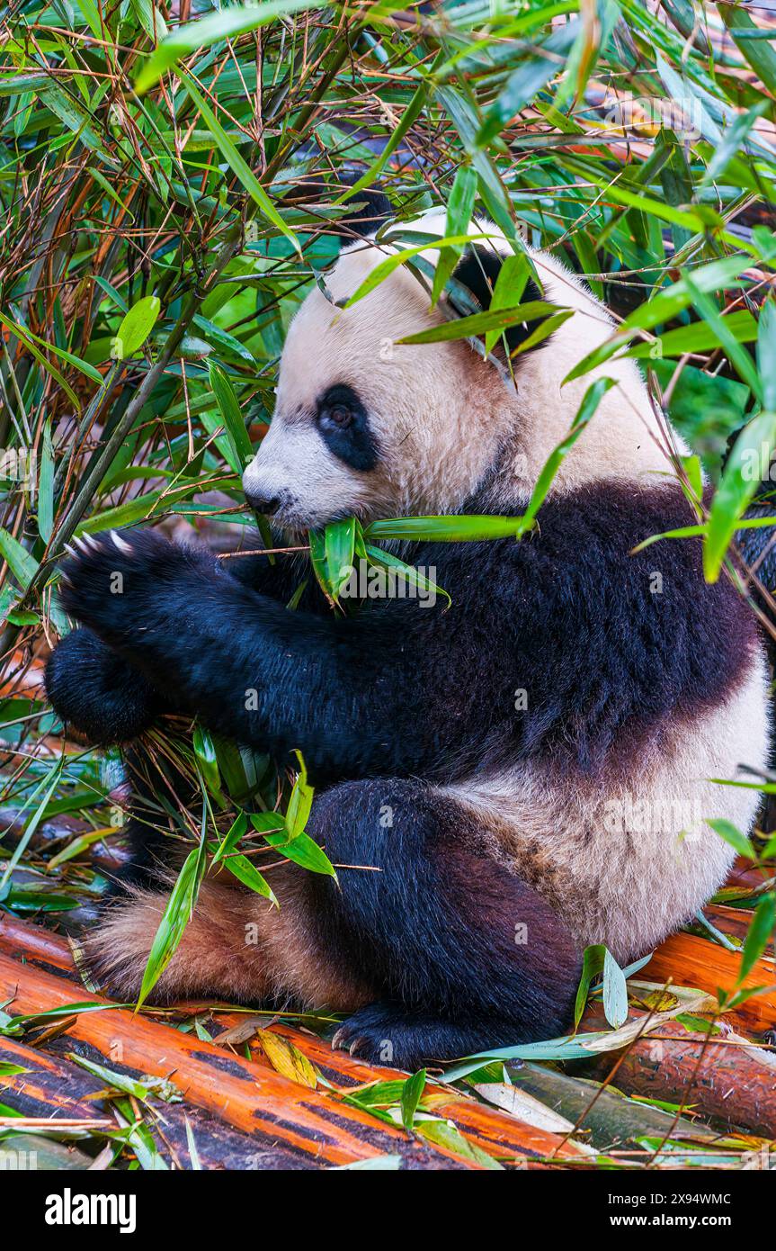 Panda Bear, Chengdu, Sichuan, China, Asia Stock Photo - Alamy