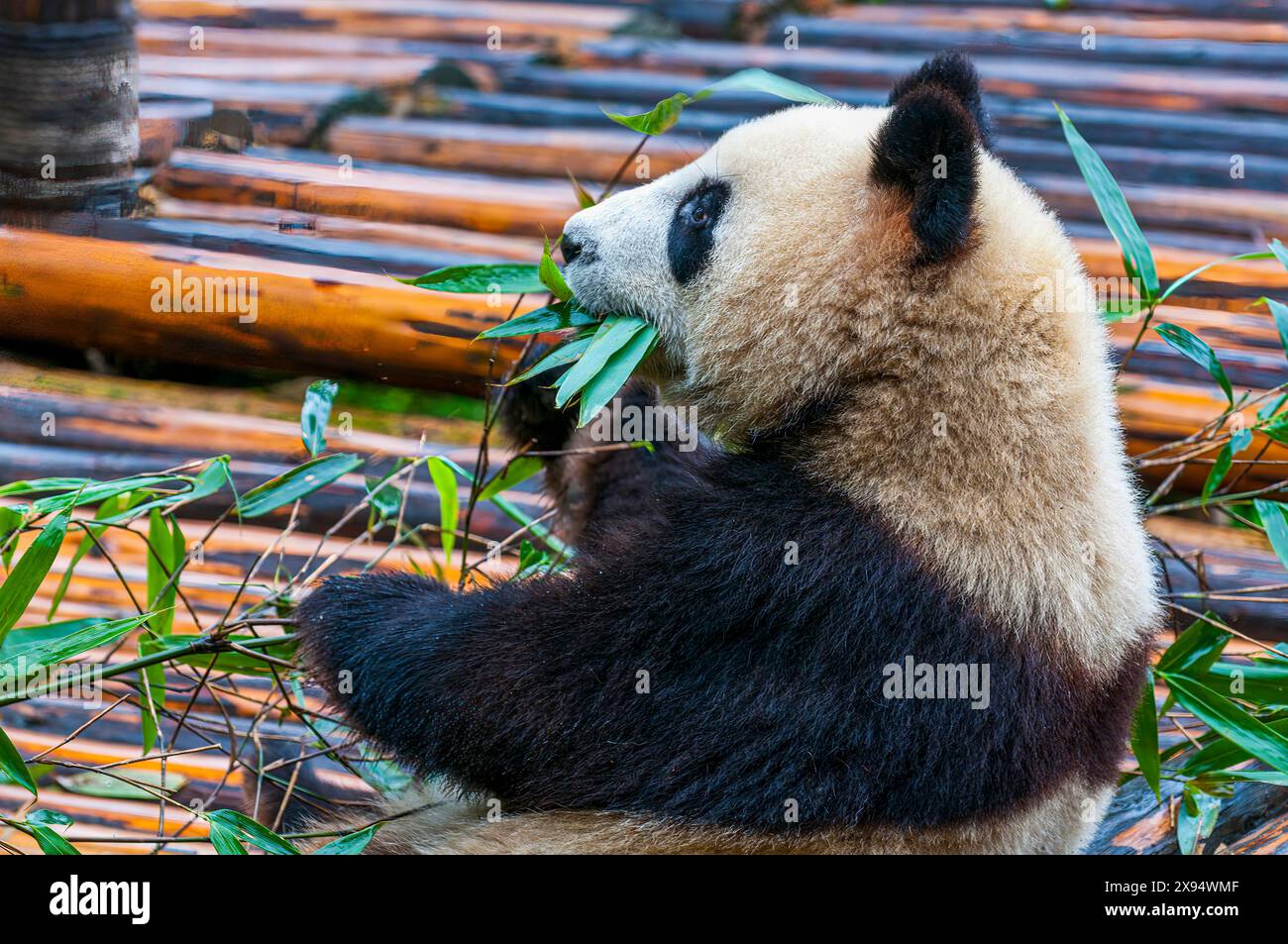 Panda Bear, Chengdu, Sichuan, China, Asia Stock Photo - Alamy