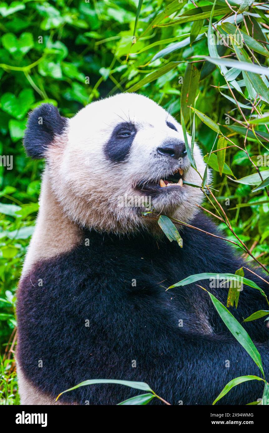 Panda Bear, Chengdu, Sichuan, China, Asia Stock Photo - Alamy