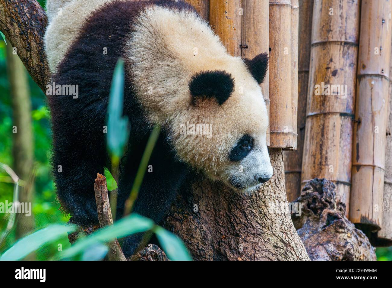 Panda Bear, Chengdu, Sichuan, China, Asia Stock Photo - Alamy