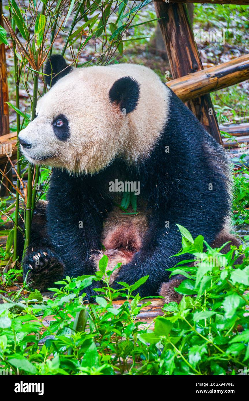 Panda Bear, Chengdu, Sichuan, China, Asia Stock Photo - Alamy