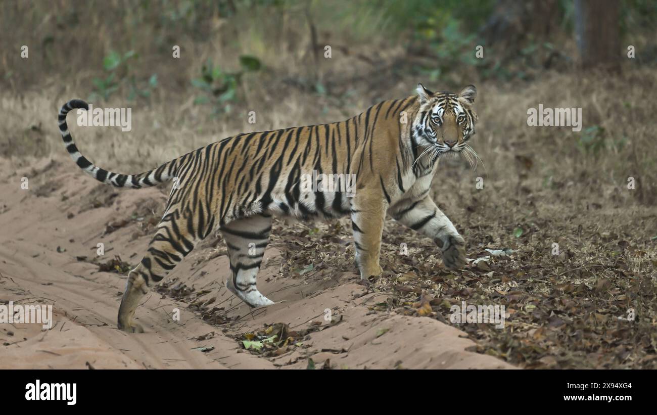 Royal bengal tiger hi-res stock photography and images - Alamy