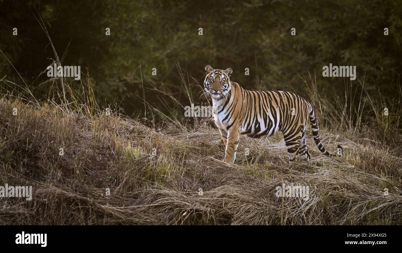 Royal bengal tiger hi-res stock photography and images - Alamy
