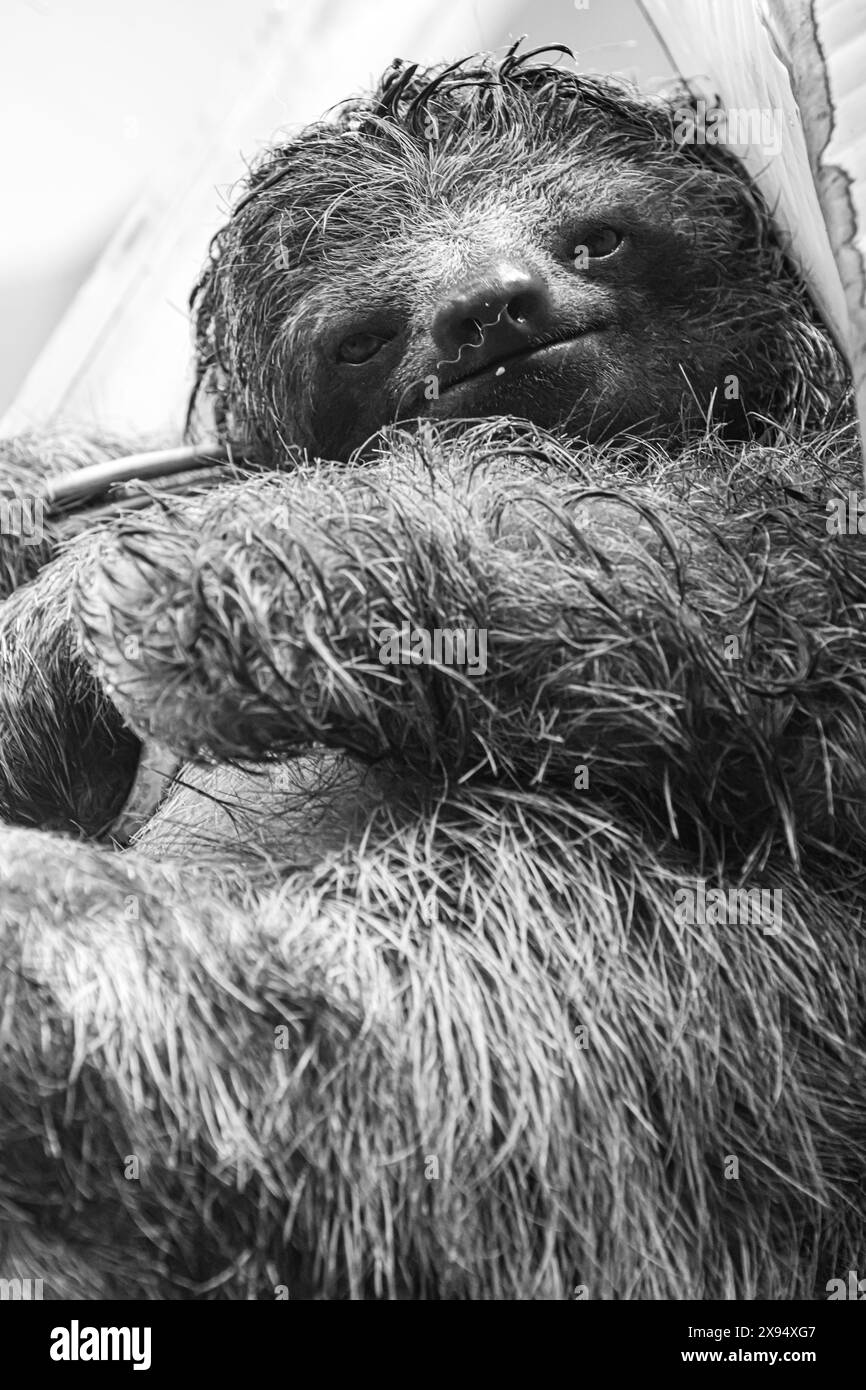 Latin america animal Black and White Stock Photos & Images - Alamy