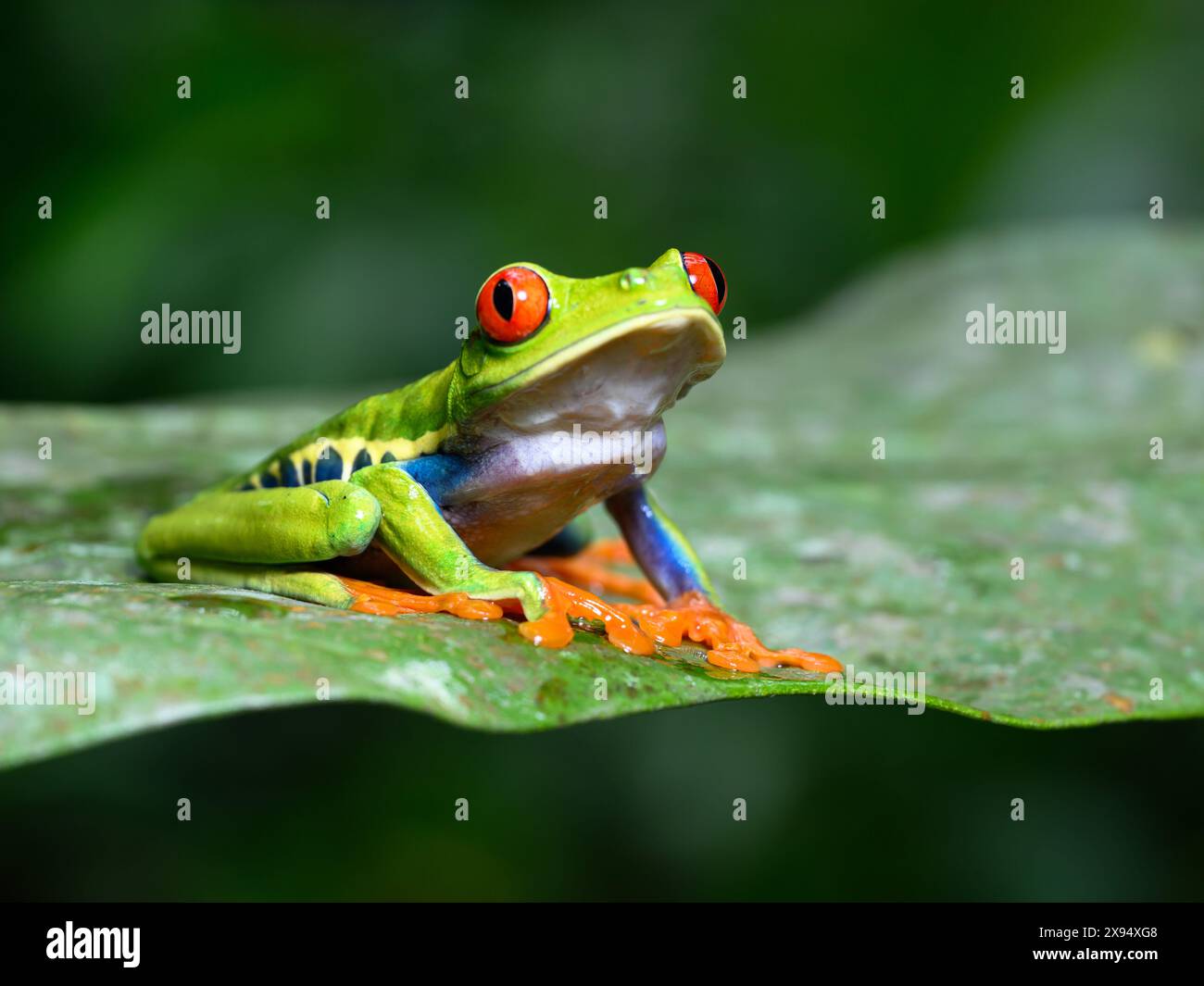 Red Eyed Tree Frog, Costa Rica, Central America Stock Photo - Alamy