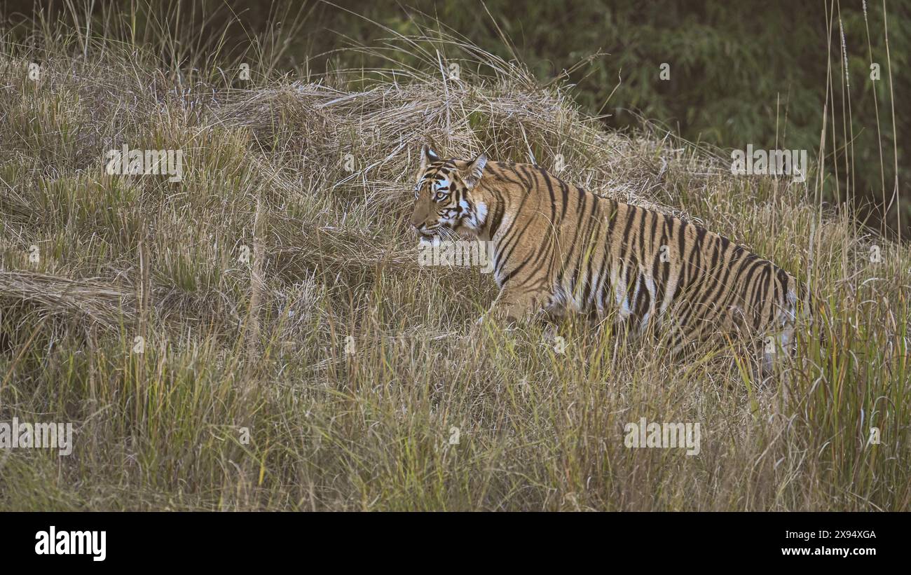 Royal bengal tiger hi-res stock photography and images - Alamy
