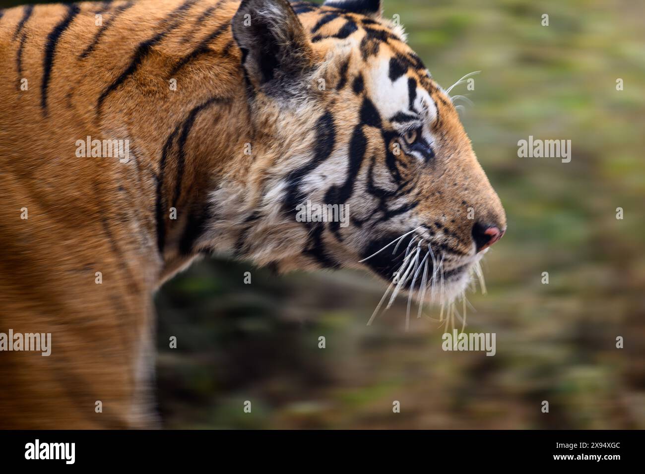 Royal bengal tiger hi-res stock photography and images - Alamy