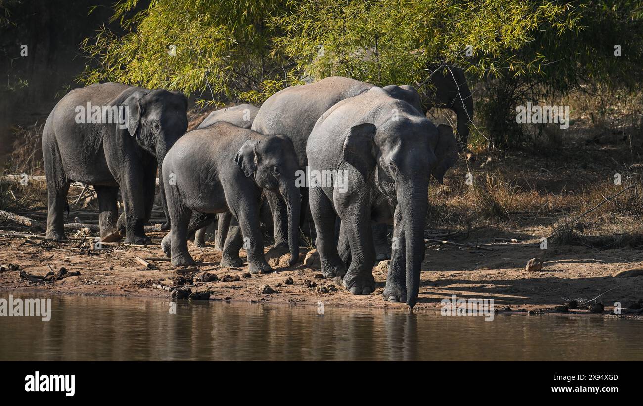 Elephants asia wild hi-res stock photography and images - Alamy