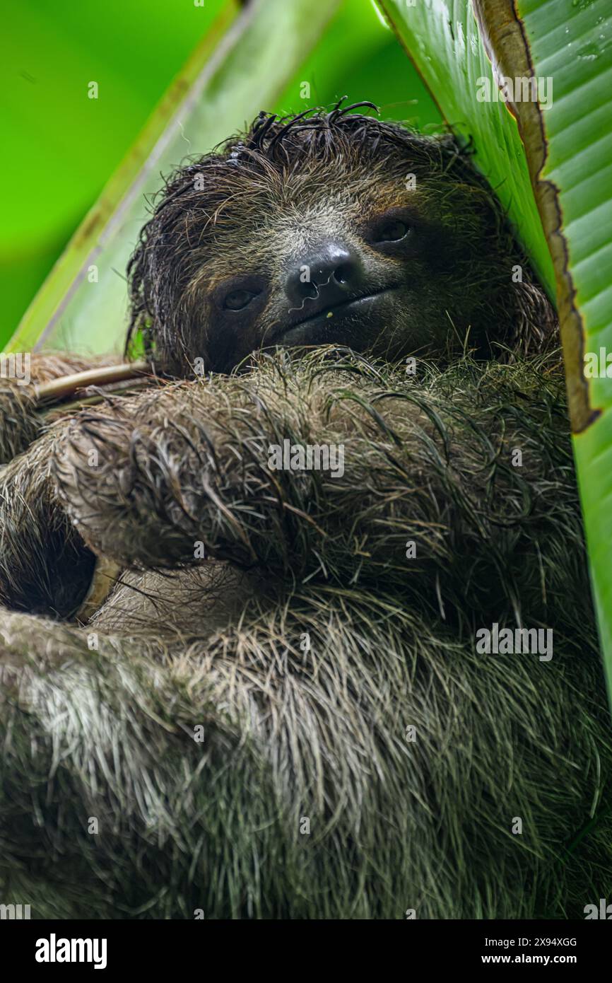 Sloth Bear, Costa Rica, Central America Stock Photo - Alamy