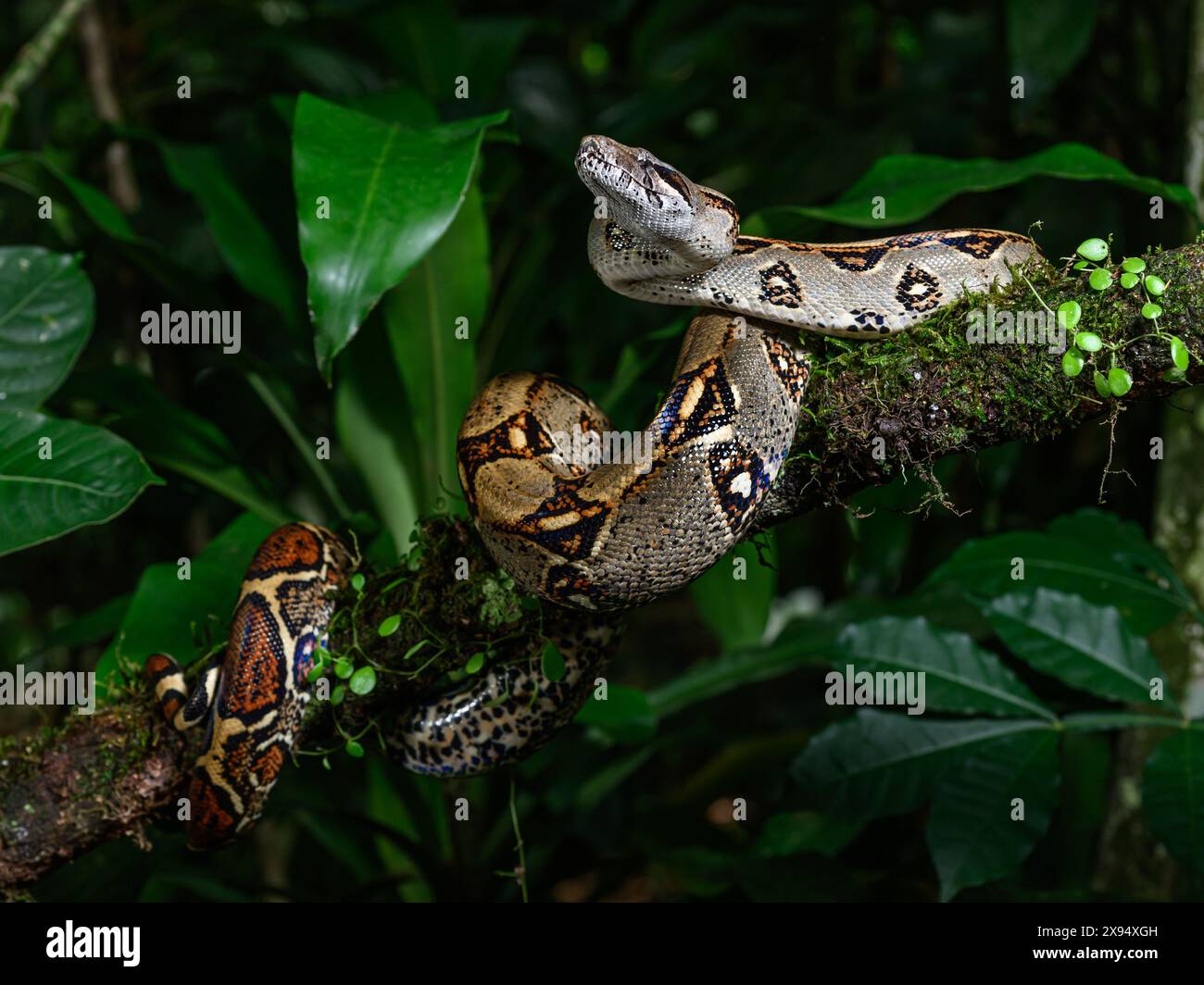 Boa Constrictor, Costa Rica, Central America Stock Photo - Alamy