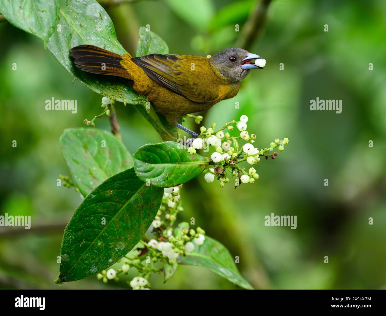 Grey Headed Tanager, Costa Rica, Central America Stock Photo - Alamy