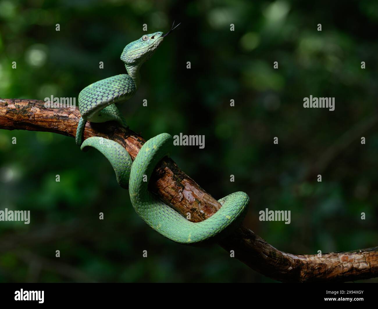 Pit Viper, Costa Rica, Central America Stock Photo - Alamy