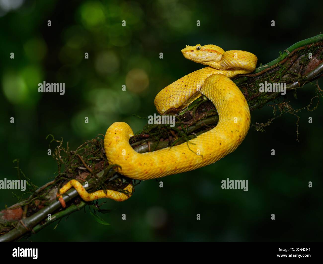 Eyelash Viper, Costa Rica, Central America Stock Photo - Alamy