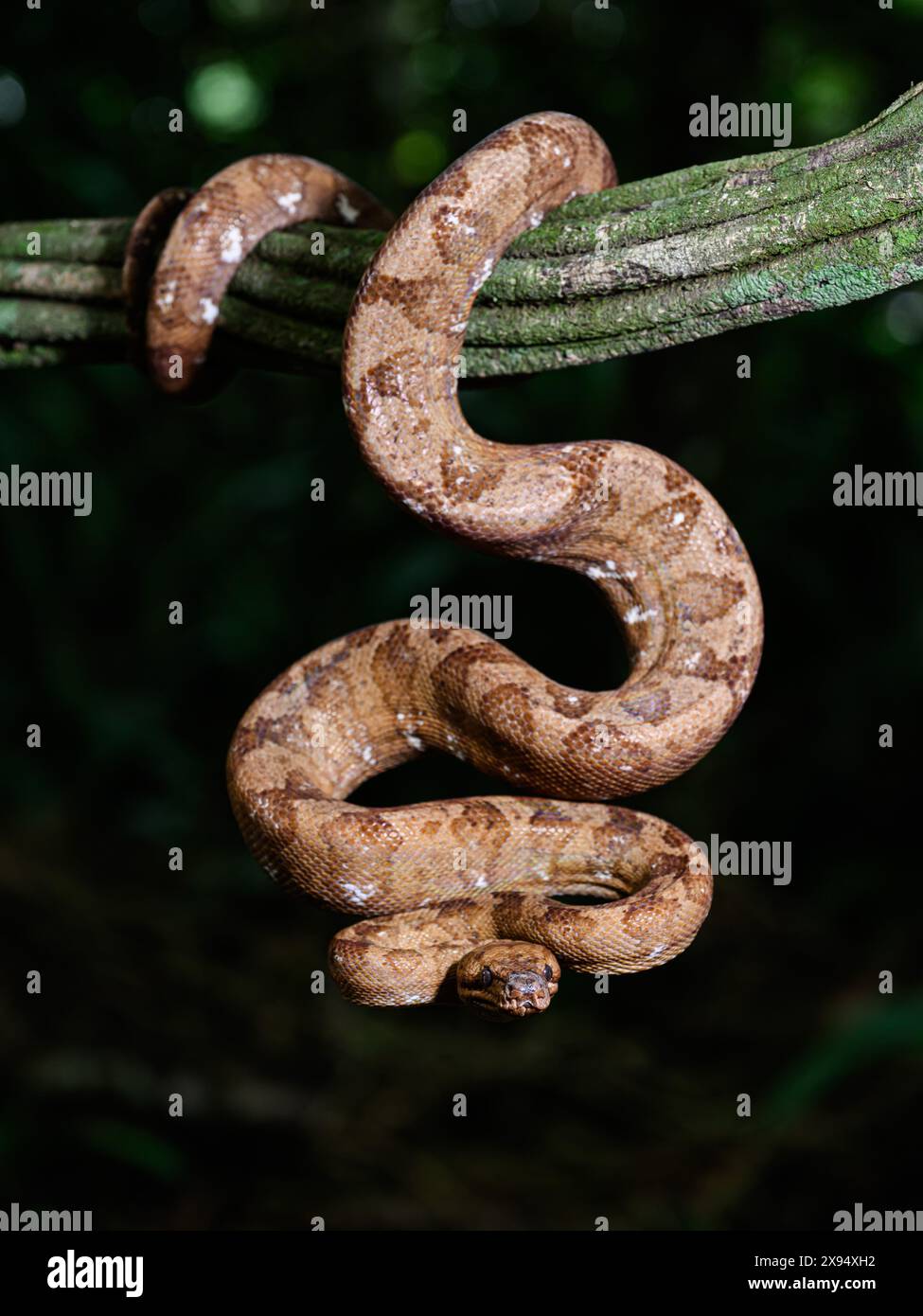 Tree Boa, Costa Rica, Central America Stock Photo - Alamy