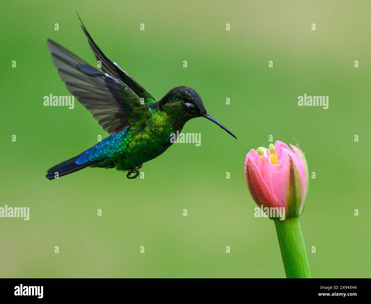 Fiery Throated hummingbird, Costa Rica, Central America Stock Photo - Alamy
