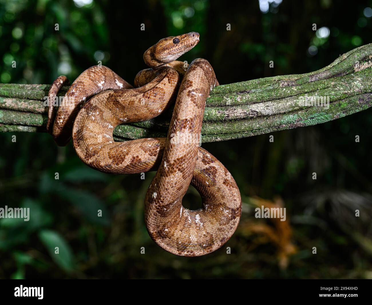 Tree Boa, Costa Rica, Central America Stock Photo - Alamy