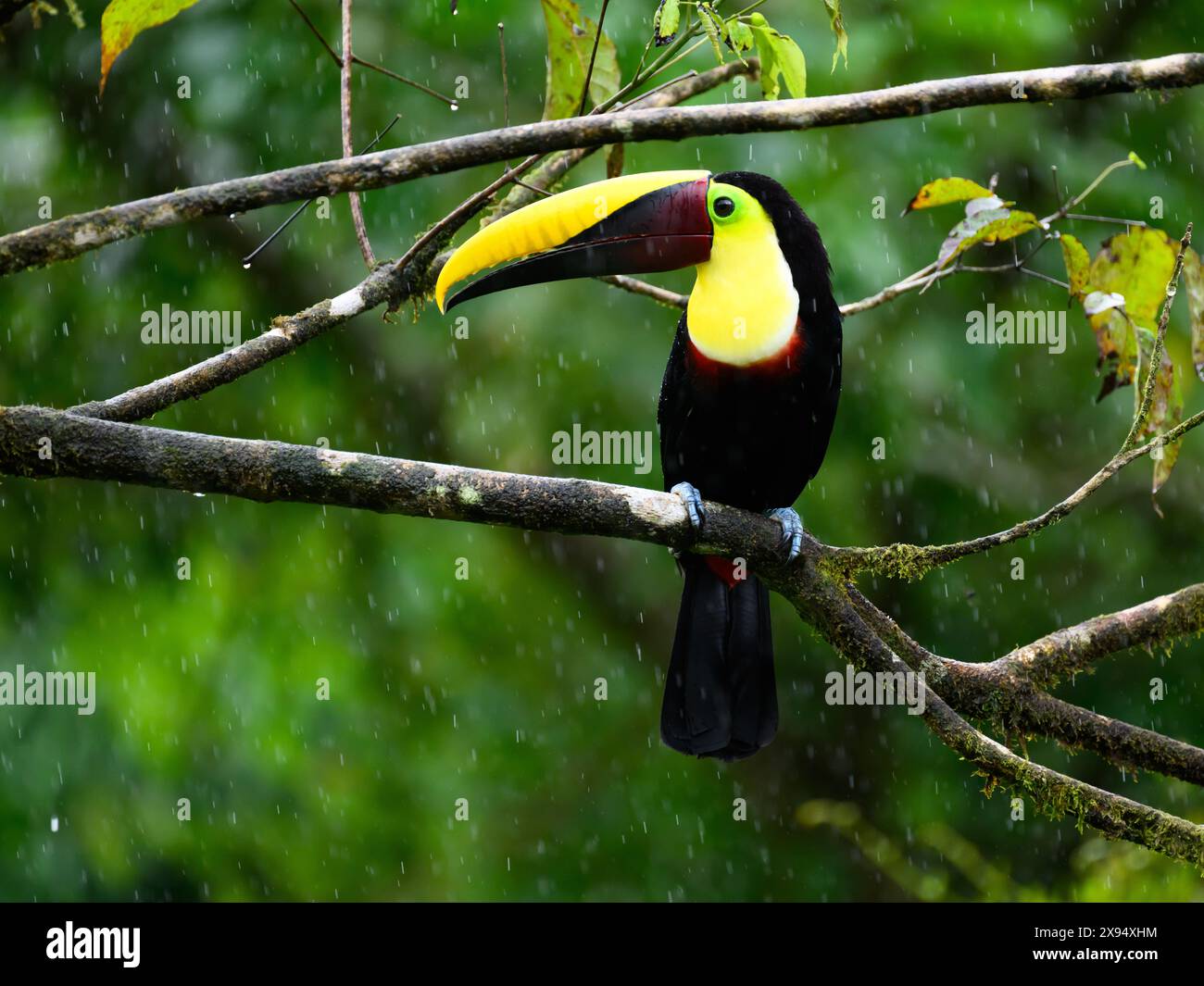 Black Mandibled Toucan, Costa Rica, Central America Stock Photo - Alamy