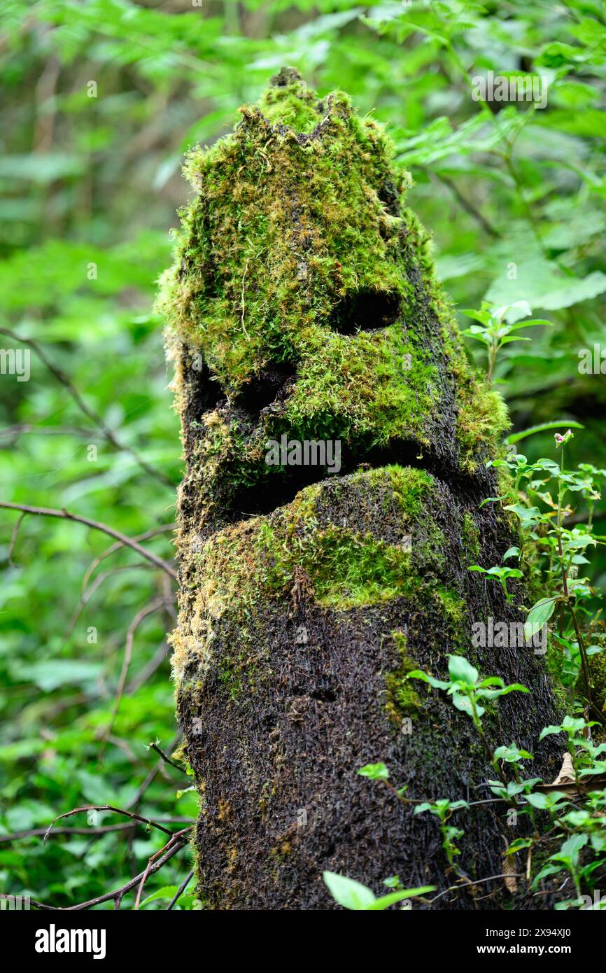 Moss covered stump, Costa Rica, Central America Stock Photo - Alamy