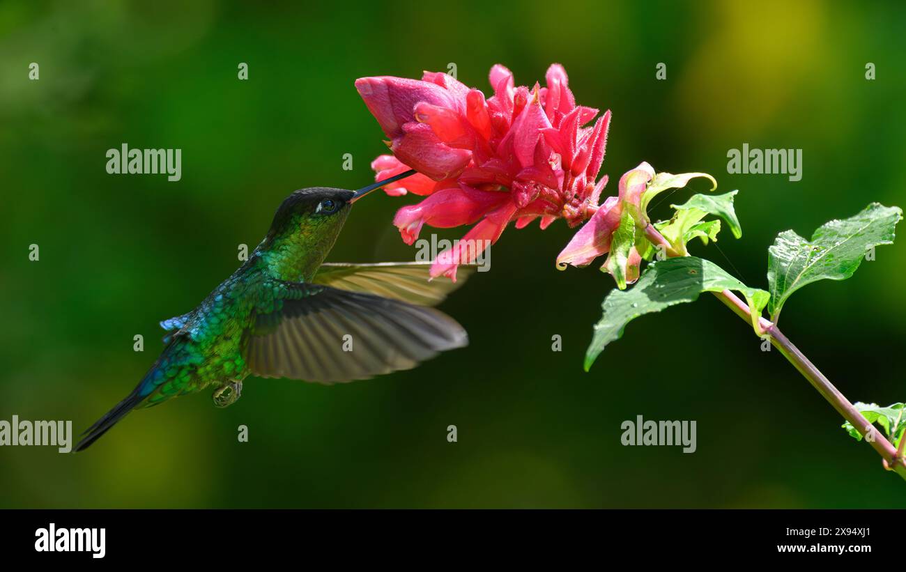 Fiery Throated hummingbird, Costa Rica, Central America Stock Photo - Alamy