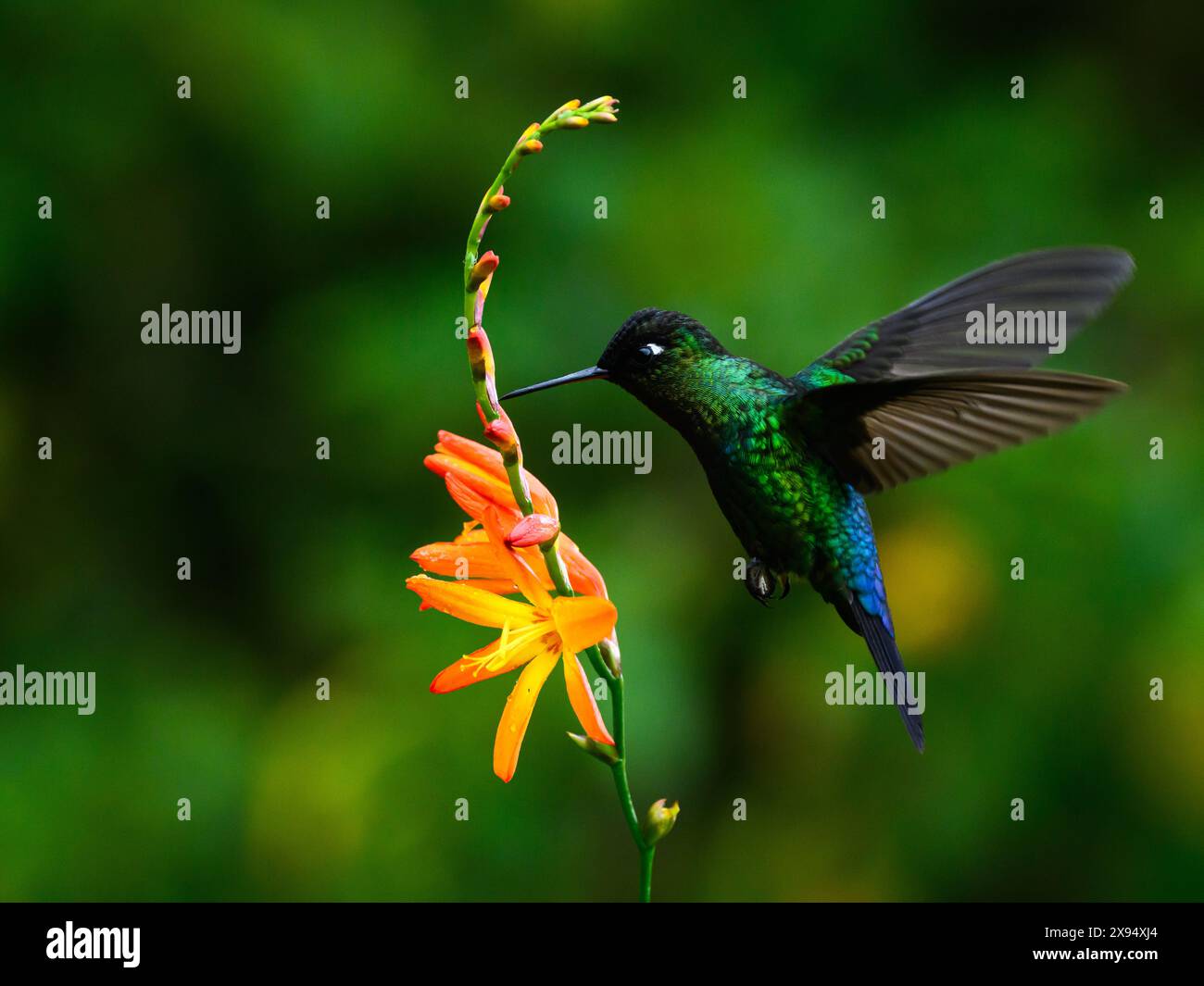 Fiery Throated hummingbird, Costa Rica, Central America Stock Photo - Alamy