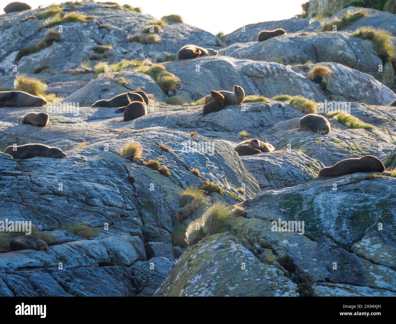 Fur seals sunning themselves on a rock at the mouth of Doubtful Sound ...