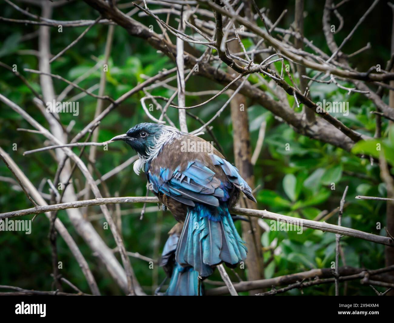 The tui, a beautiful mockingbird-like songbird, at Tiritiri Matangi ...