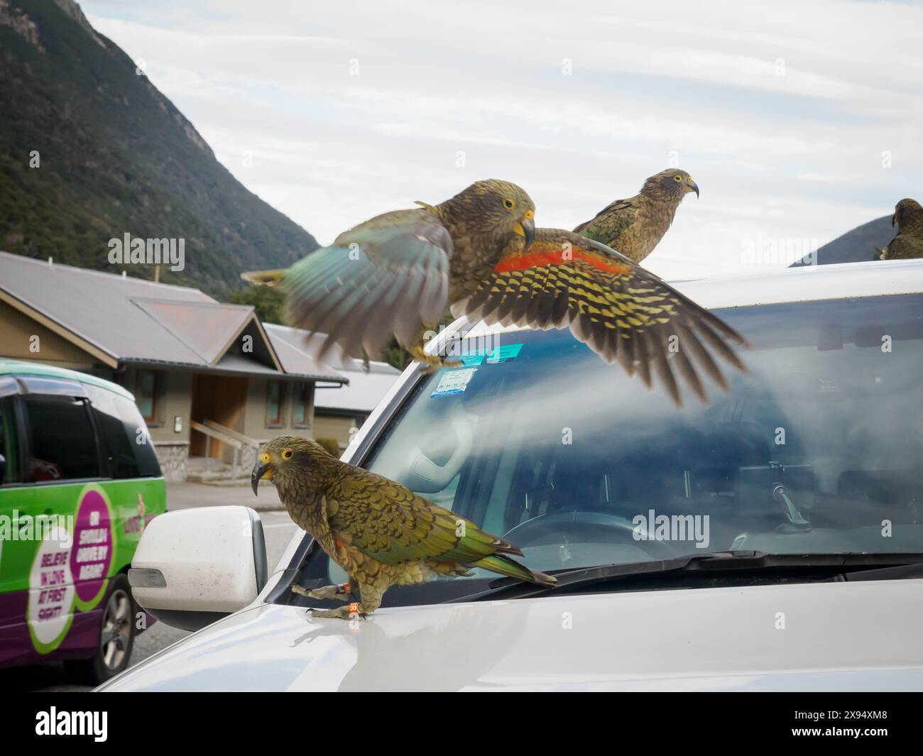 Several kea, a large alpine parrot, chewing on car in Arthur's Pass ...
