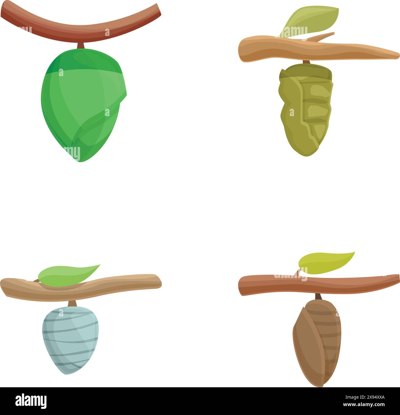 Illustration collection showing different stages of a butterfly ...