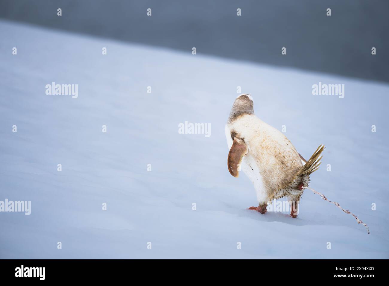 A Gentoo penguin (Pygoscelis papua), with a rare condition, leucism, in ...