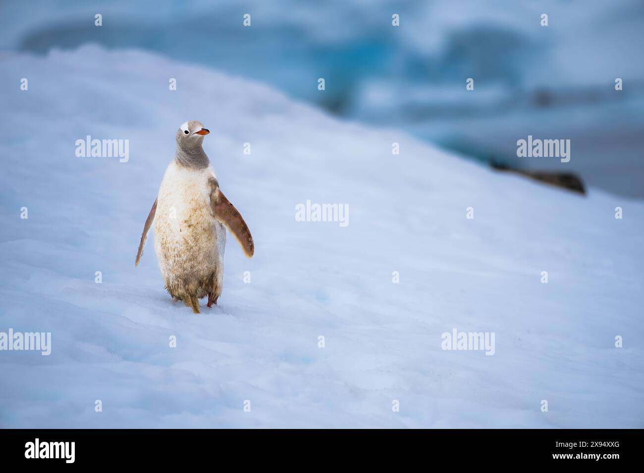 A Gentoo penguin (Pygoscelis papua), with a rare condition, leucism, in ...