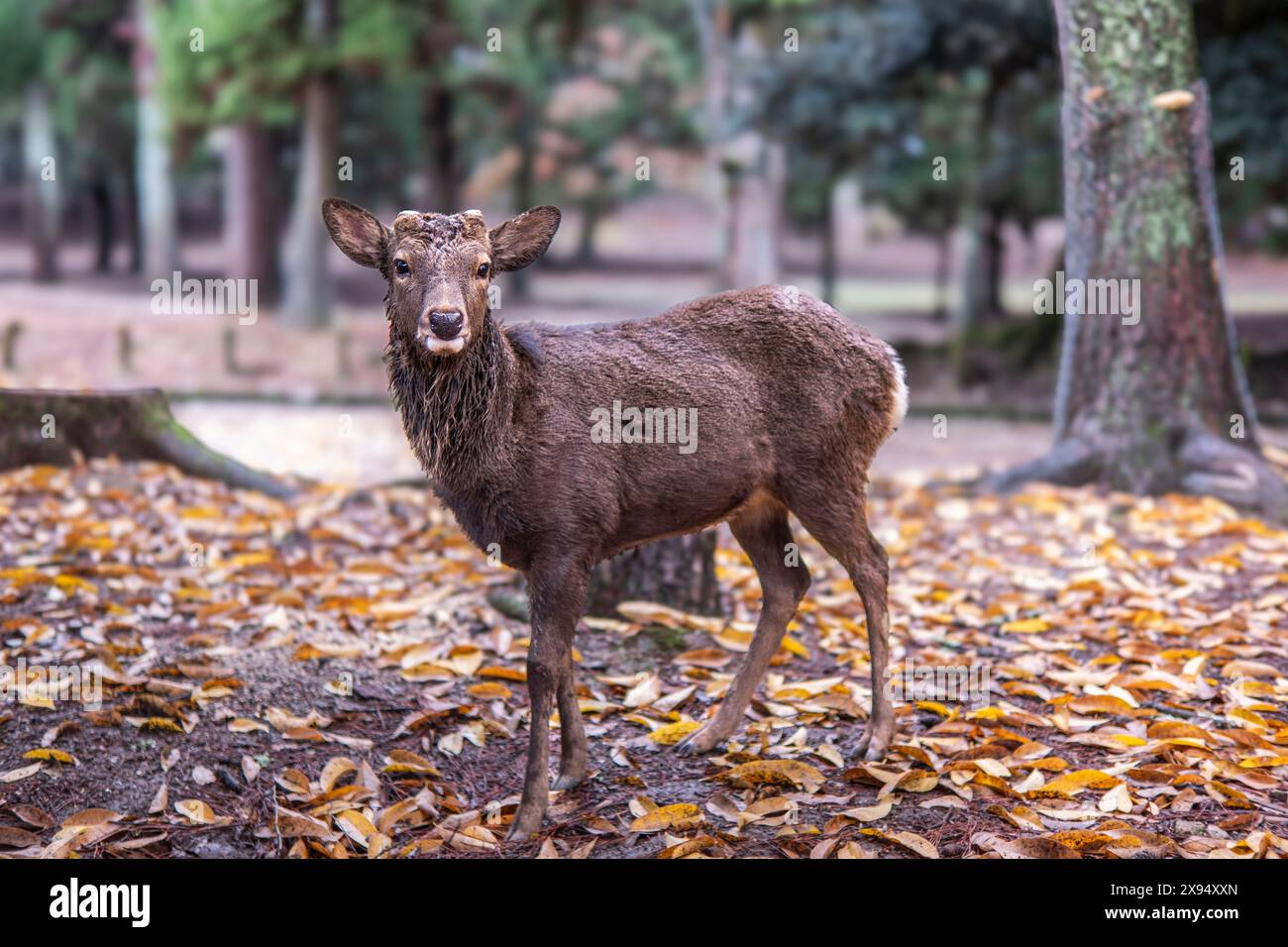 A deer stands amidst a dense forest in Nara, Honshu, Japan, Asia Stock ...