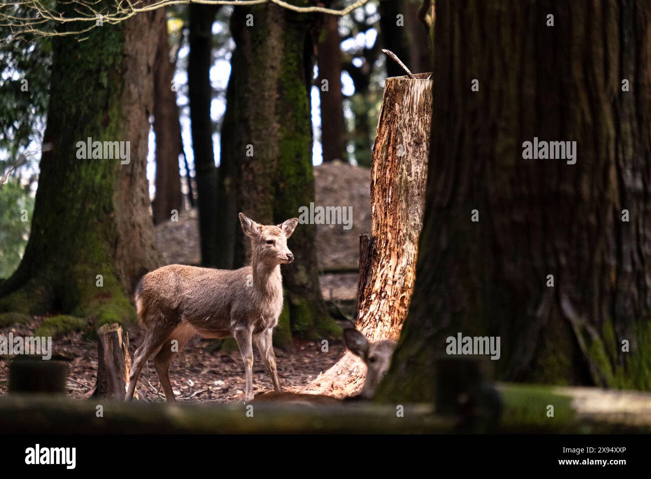 A deer stands amidst the lush greenery of the Nara forest, Nara, Honshu ...