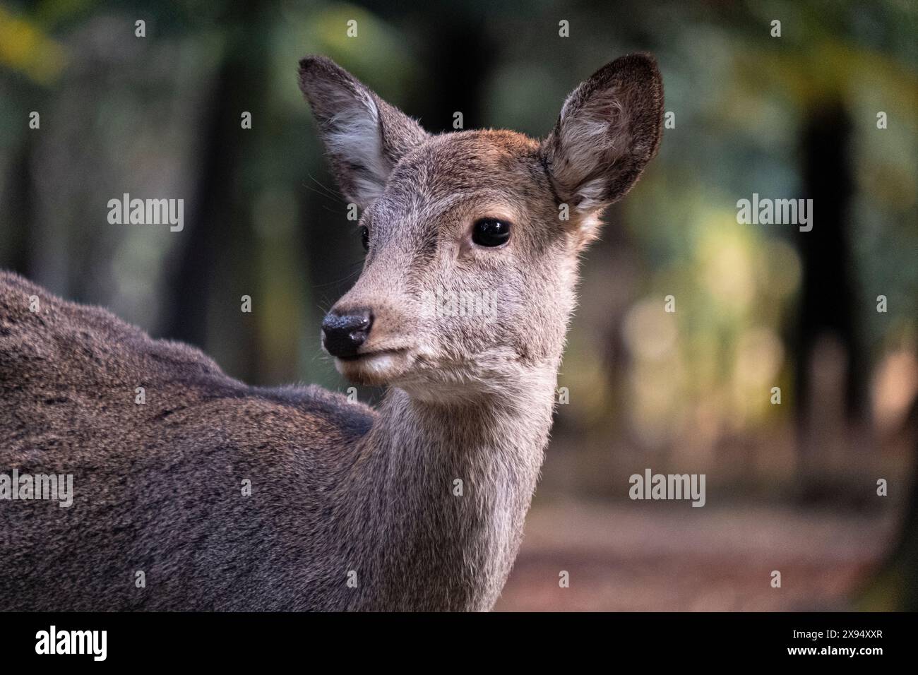 A photo capturing a deer up close in the forest of Nara, Honshu, Japan ...