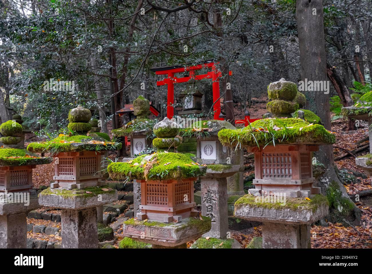 A cluster of moss-covered rocks nestled among the trees in a forest and ...