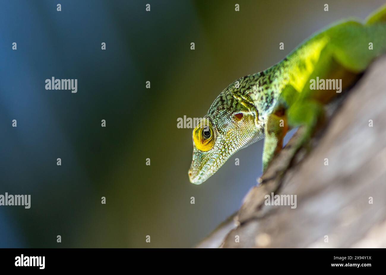 Antiguan Anole Lizard (Anolis Leachii), Bermuda, North Atlantic, North ...