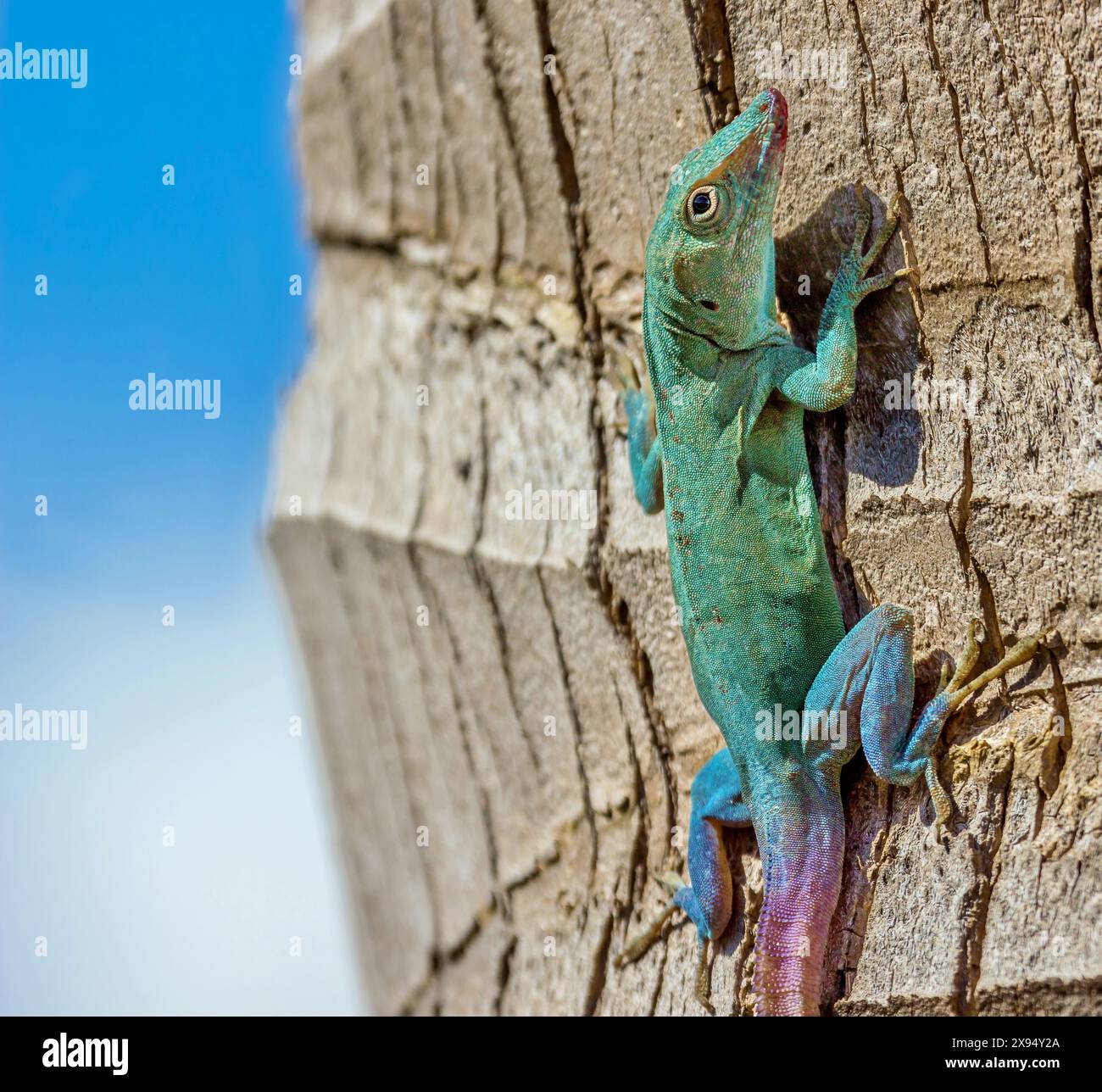 Jamaican Anole Lizard (Anolis Grahami) introduced to Bermuda in 1905 to ...