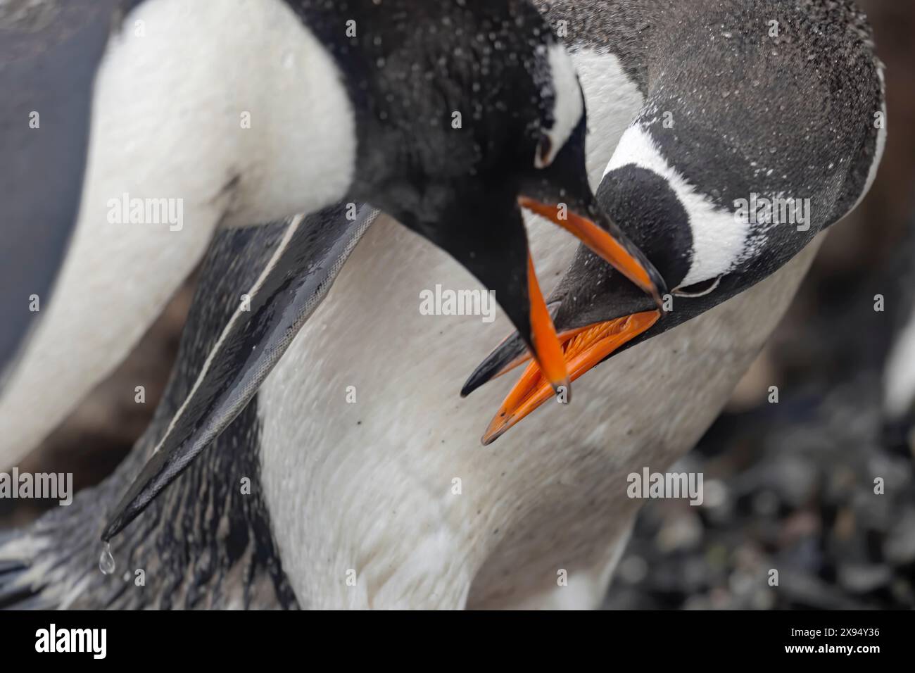Beak boxing, Gentoo Penguins arguing, Antarctica, Polar Regions Stock ...